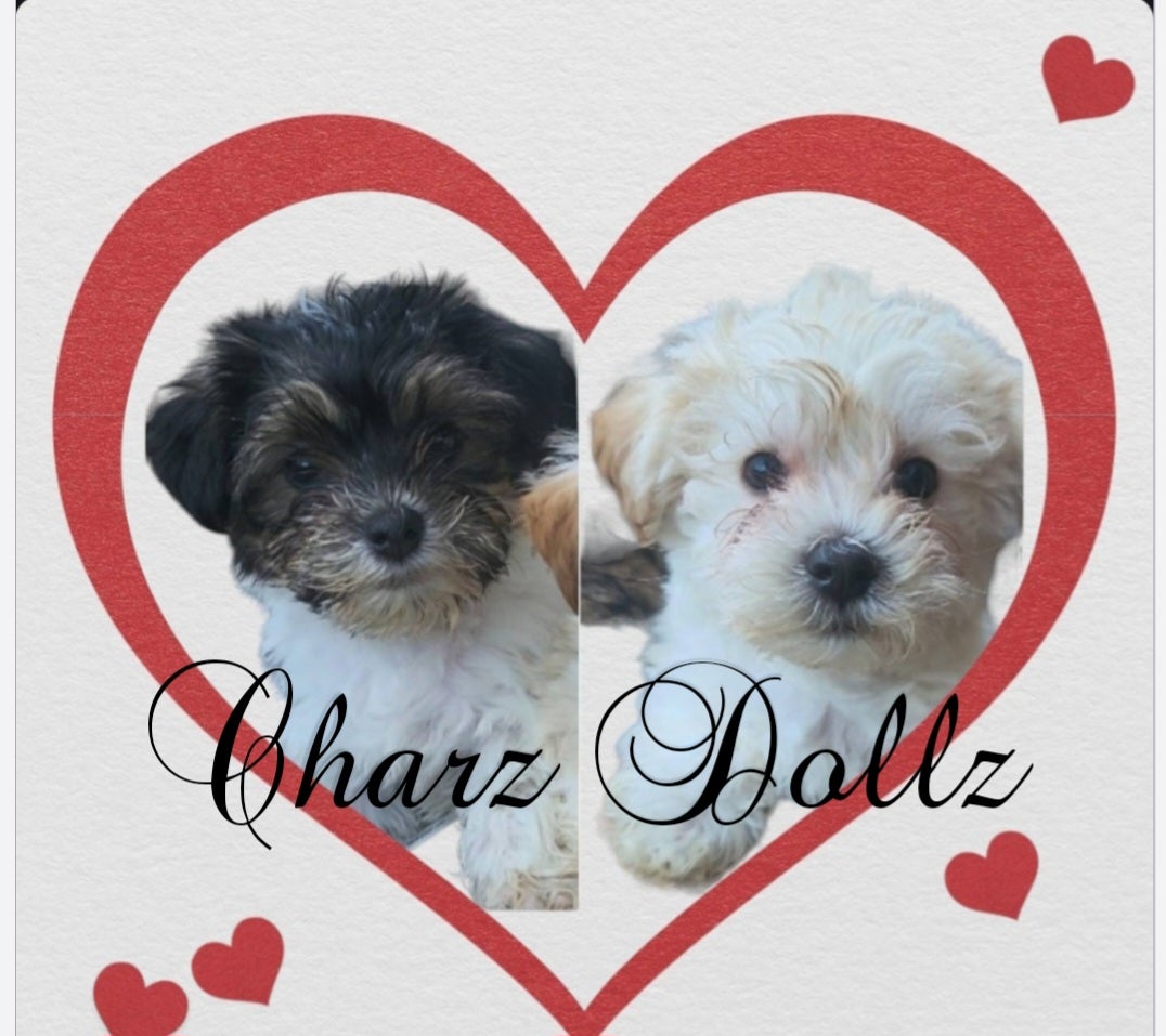 Home | Charz Dollz